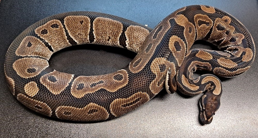 VPI Axanthic Ball Python by Regius Creations - MorphMarket