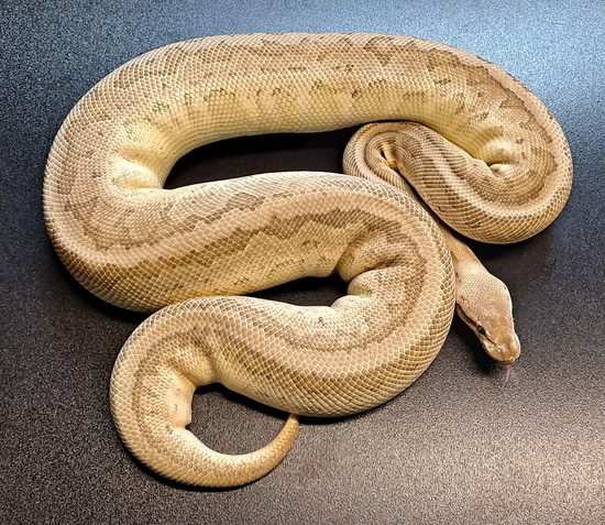 Emperor Pin Het VPI Axanthic Ball Python by Regius Creations