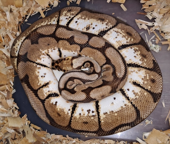 Bumblebee Het VPI Axanthic Ball Python by Regius Creations