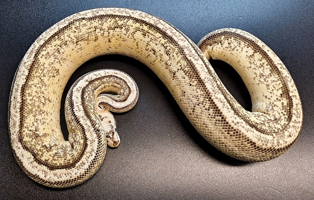 Proven Breeder Pastel Super Stripe Ball Python by Regius Creations ...