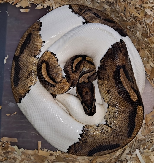 Proven Breeder Pied Ball Python by Regius Creations