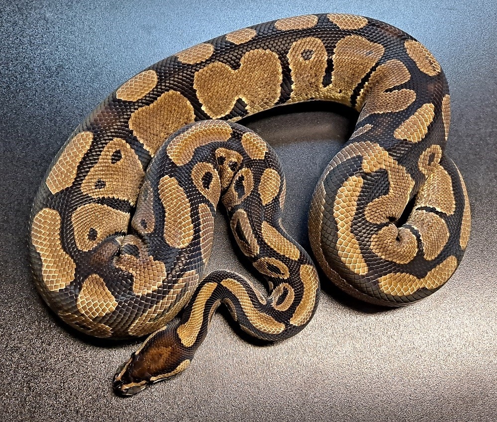 Double Het VPI Axanthic Pied Ball Python by Regius Creations - MorphMarket
