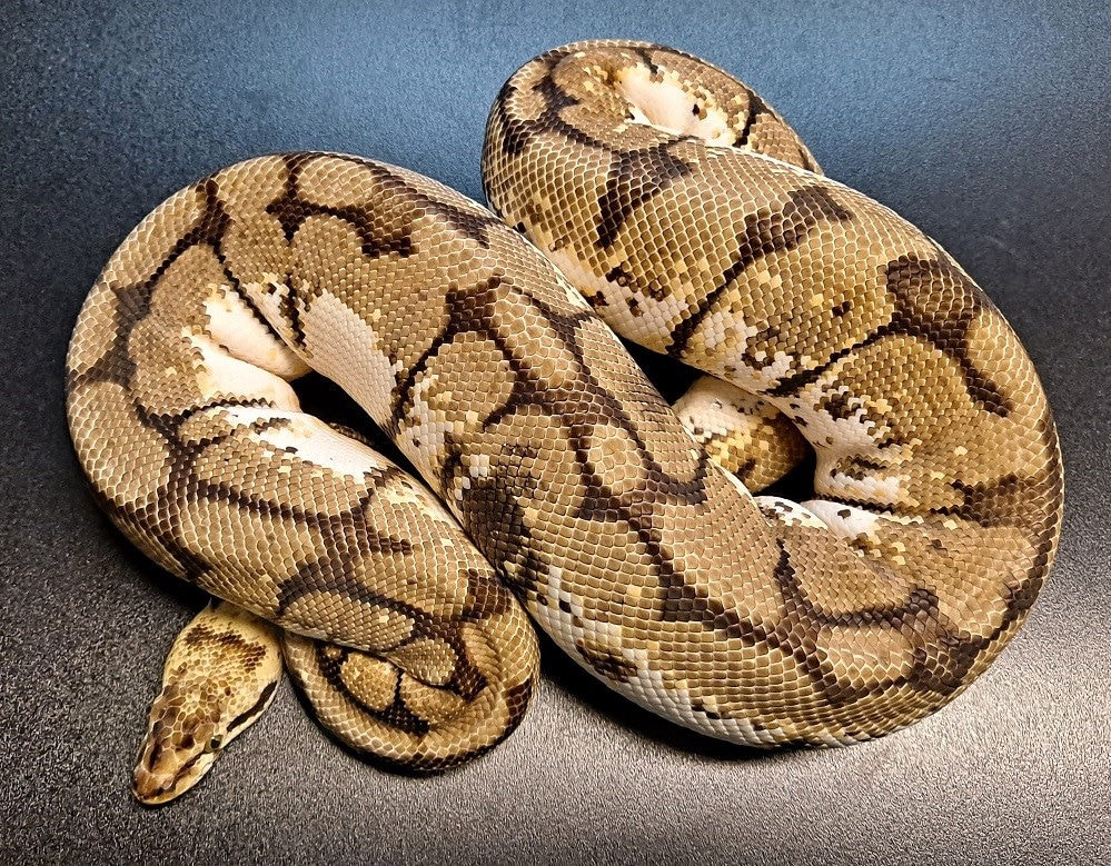 Proven Breeder Bumblebee Ball Python by Regius Creations - MorphMarket