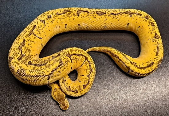 Enchi Spinnerblast Yellowbelly Ball Python by Regius Creations
