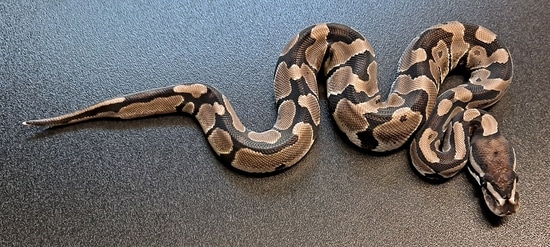 VPI Axanthic Ball Python by Regius Creations