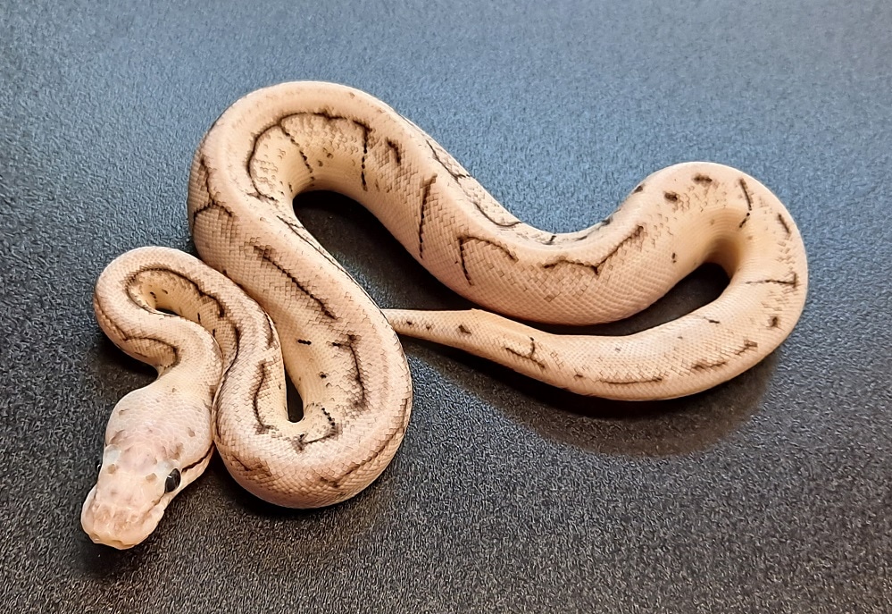 VPI Axanthic Spinnerblast Ball Python by Regius Creations - MorphMarket