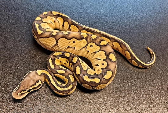 Pastel Lesser Ball Python by Regius Creations