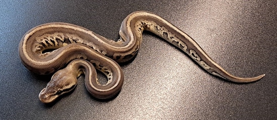 Leopard Pewter Ball Python by Regius Creations