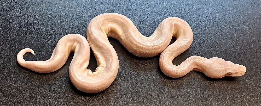 Lavender Snow Ball Python by Regius Creations - MorphMarket