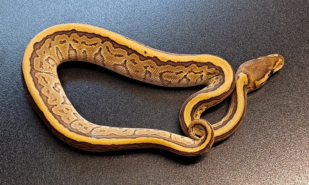 Jigsaw Het Clown Ball Python by Regius Creations - MorphMarket
