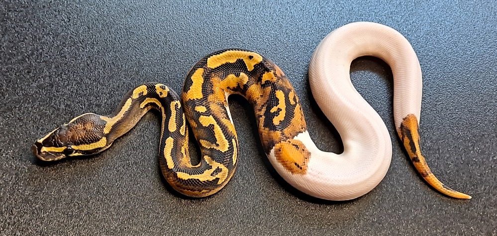 Pastel Pied Het Dreamsicle Ball Python by Regius Creations - MorphMarket