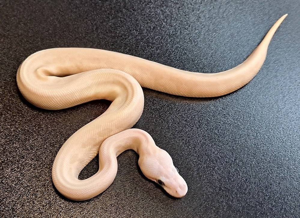 BEL Plus Ball Python by Regius Creations - MorphMarket
