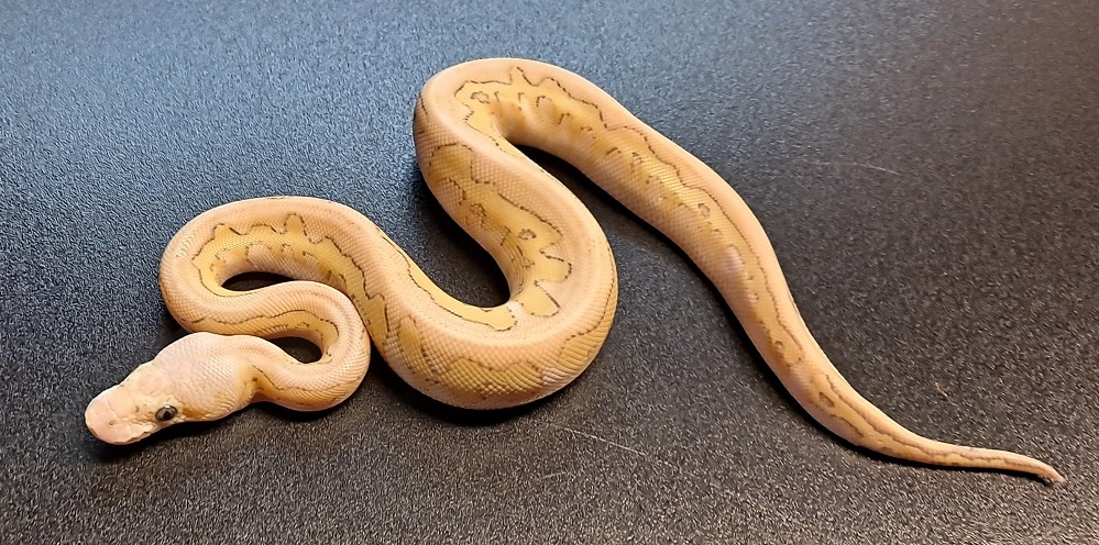 Pastel Lesser Banana Clown Ball Python by Regius Creations - MorphMarket
