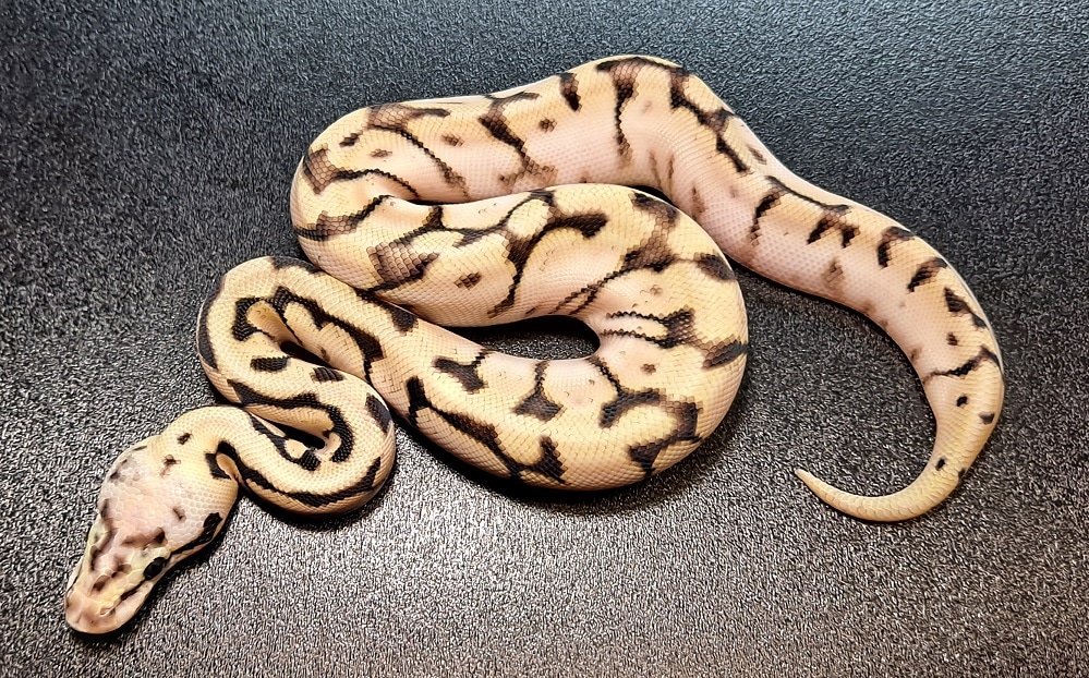 Enchi Bumblebee Ball Python by Regius Creations - MorphMarket