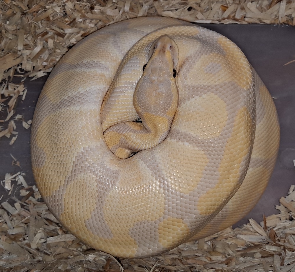 Proven Breeder Lavender Ball Python by Regius Creations - MorphMarket