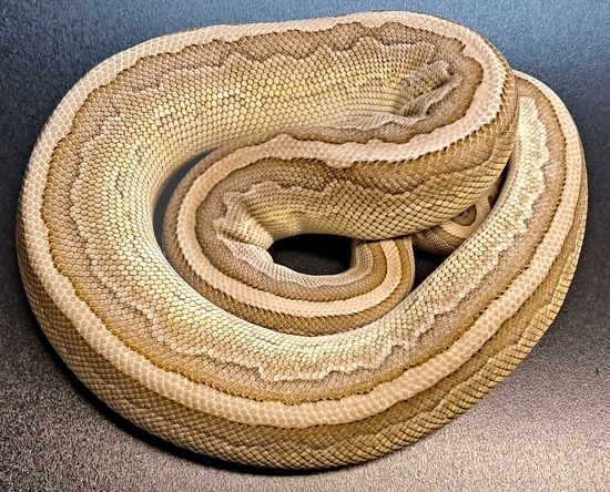 Proven Breeder Cinnamon Lesser Pinstripe Ball Python by Regius Creations