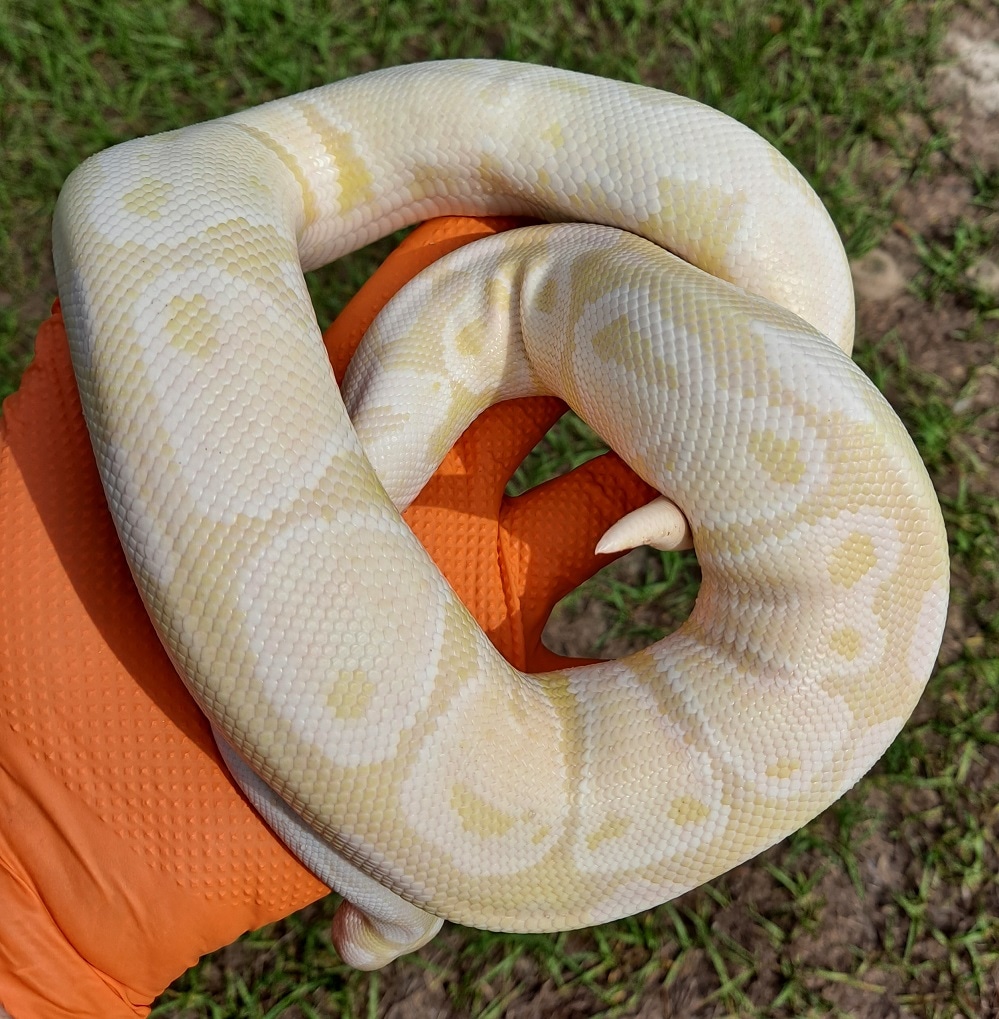 Lavender Snow Ball Python by Regius Creations - MorphMarket