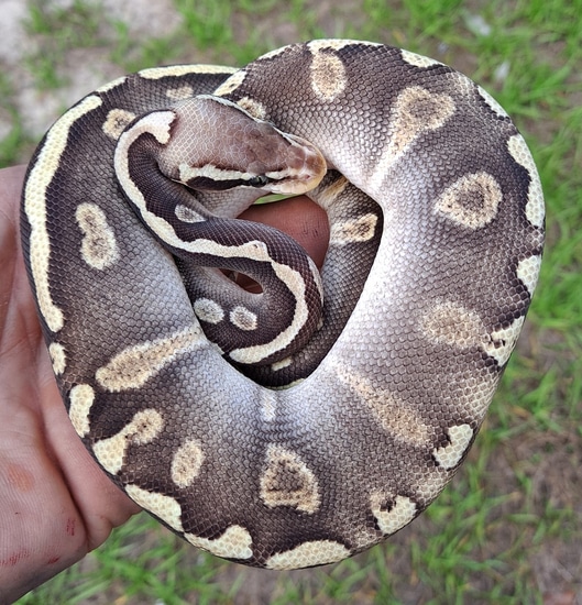 GHI Pewter Ball Python by Regius Creations