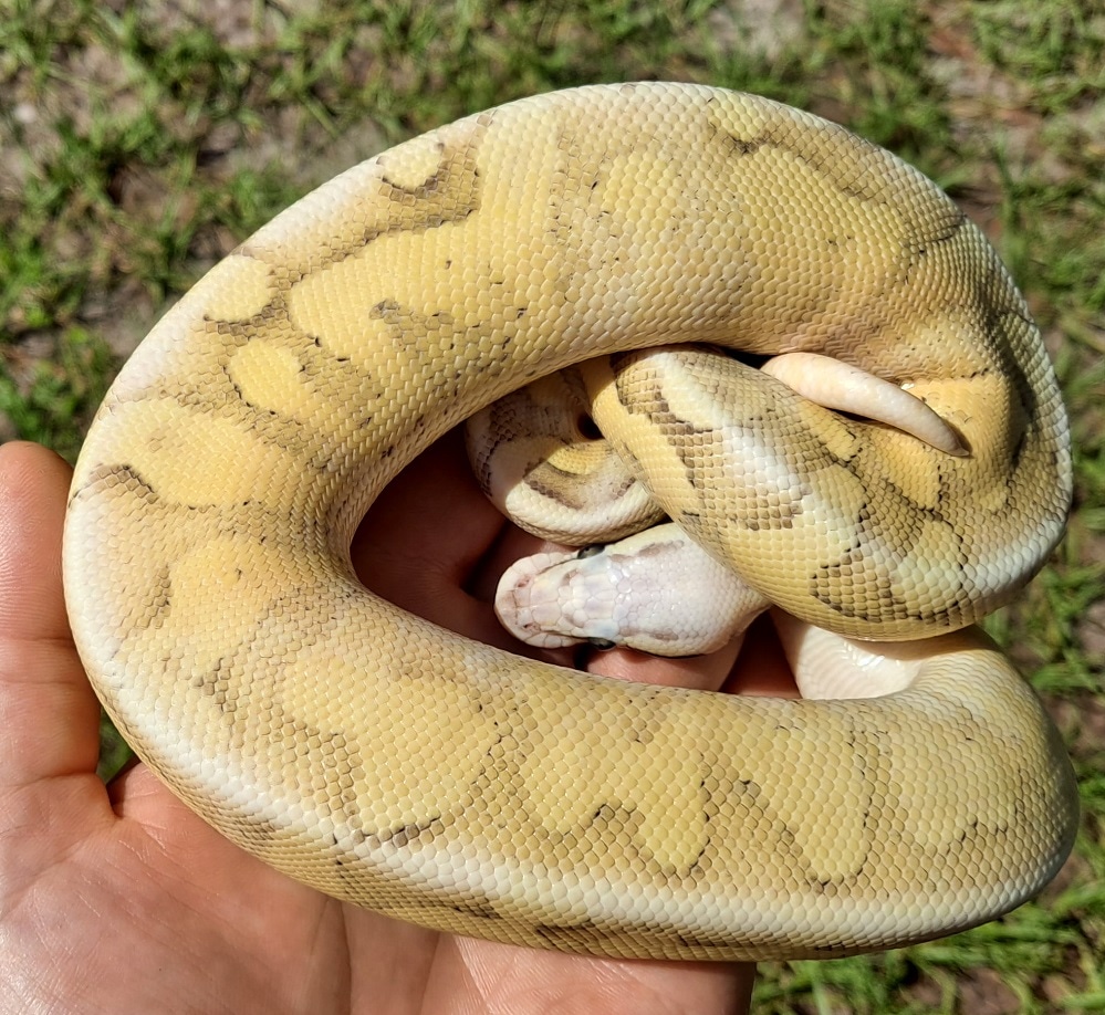Super Pastel Vanilla Disco Possible Het Pied Ball Python by Regius Creations - MorphMarket