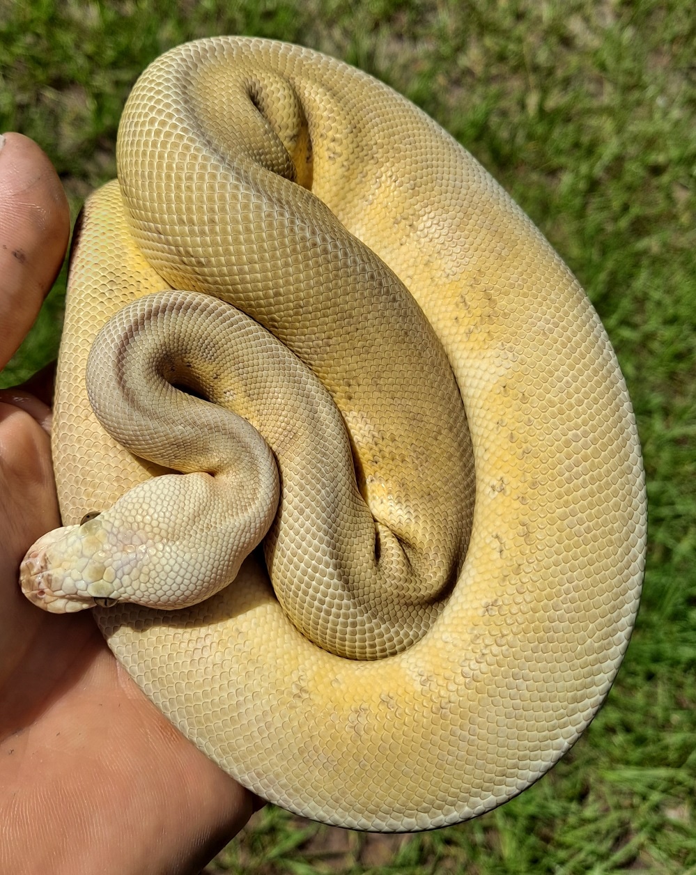 Leopard Lemonblast Clown Ball Python by Regius Creations - MorphMarket