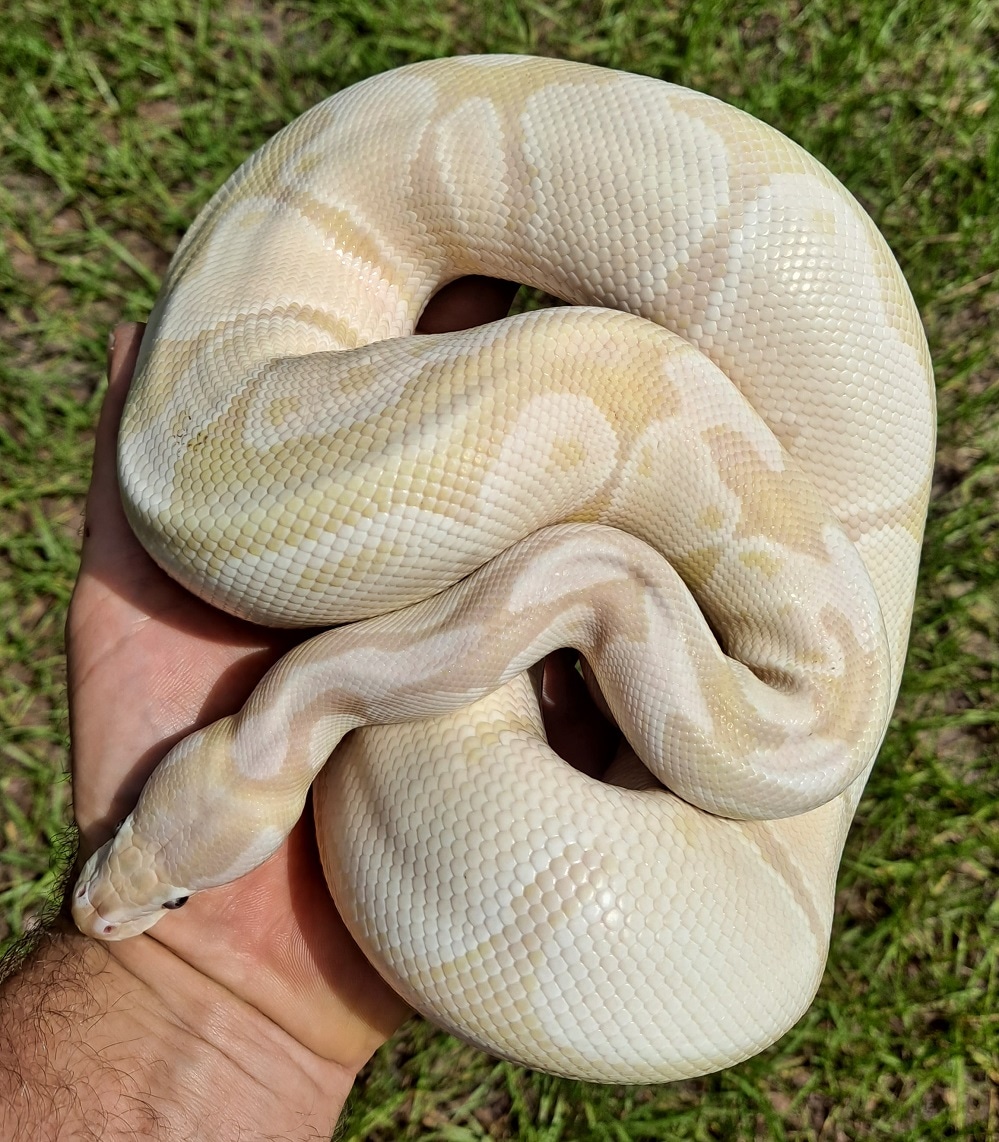 Lavender Snow Ball Python by Regius Creations - MorphMarket