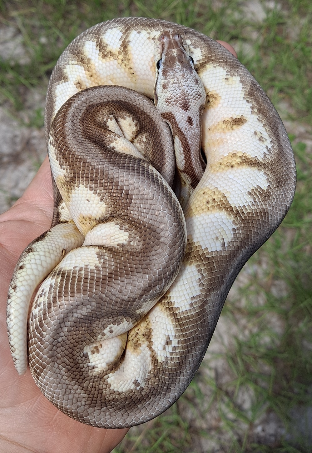 Pewter Calider Ball Python by Regius Creations - MorphMarket