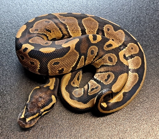 Double Het Sunset Pied Ball Python by Regius Creations