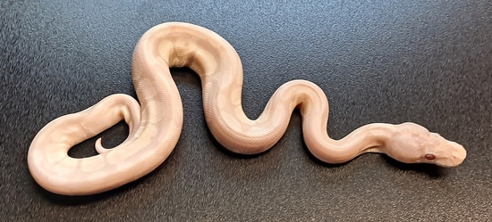 Lavender Snow Ball Python by Regius Creations