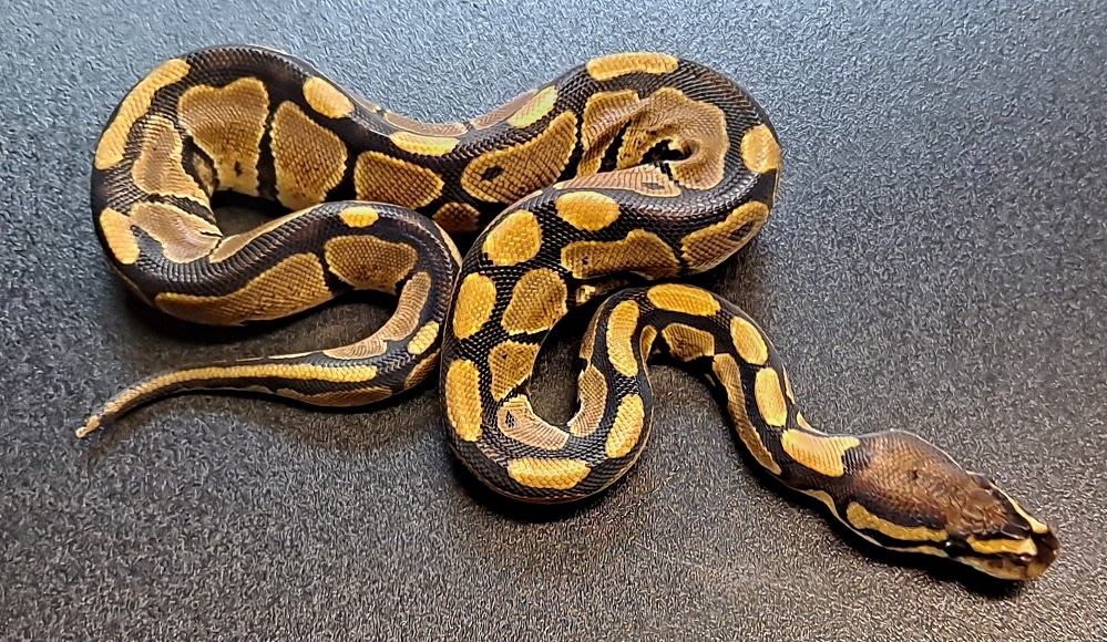 Double Het VPI Axanthic Puzzle Ball Python by Regius Creations ...
