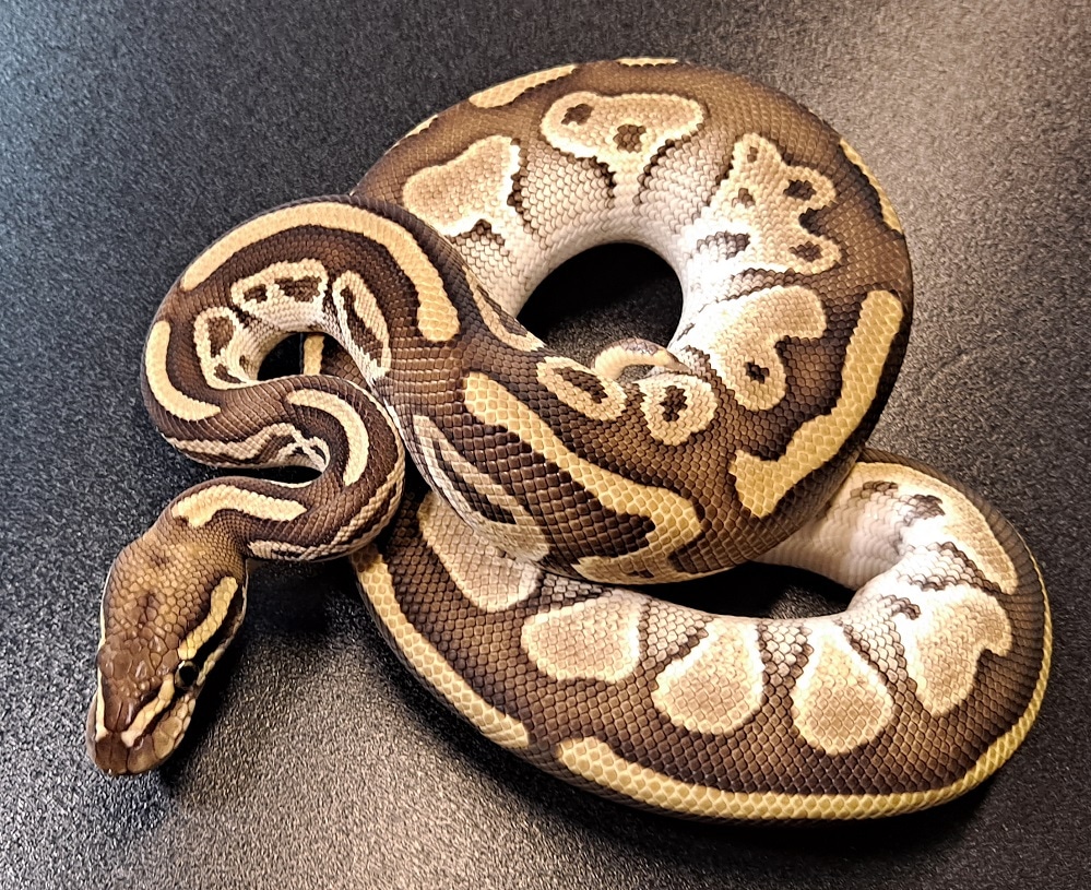 Lesser Ball Python by Regius Creations - MorphMarket
