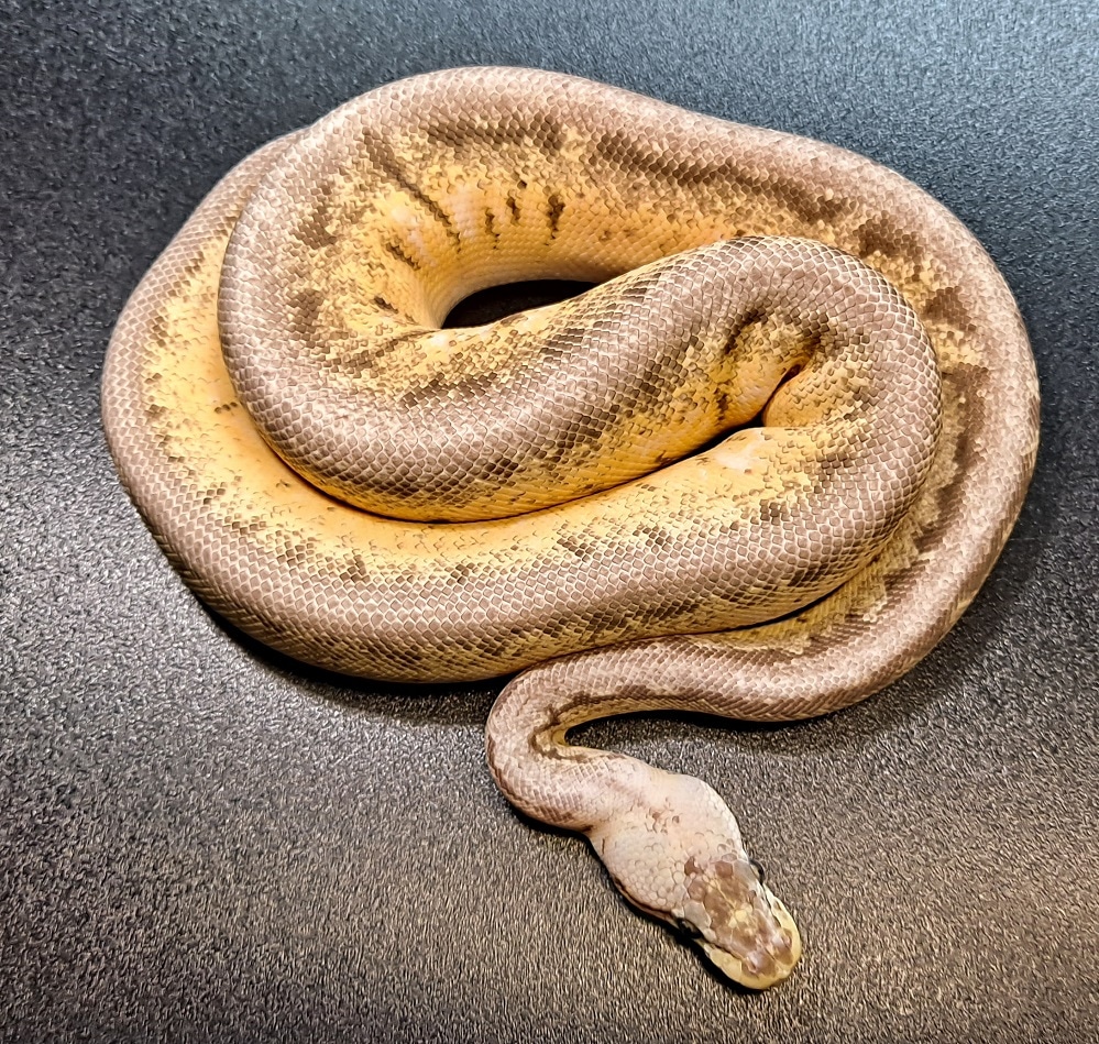 Pewter Spinner Ball Python by Regius Creations - MorphMarket