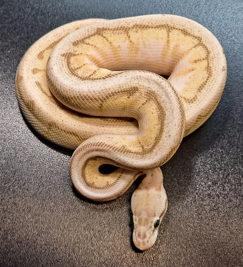 Queenspin Ball Python by Regius Creations