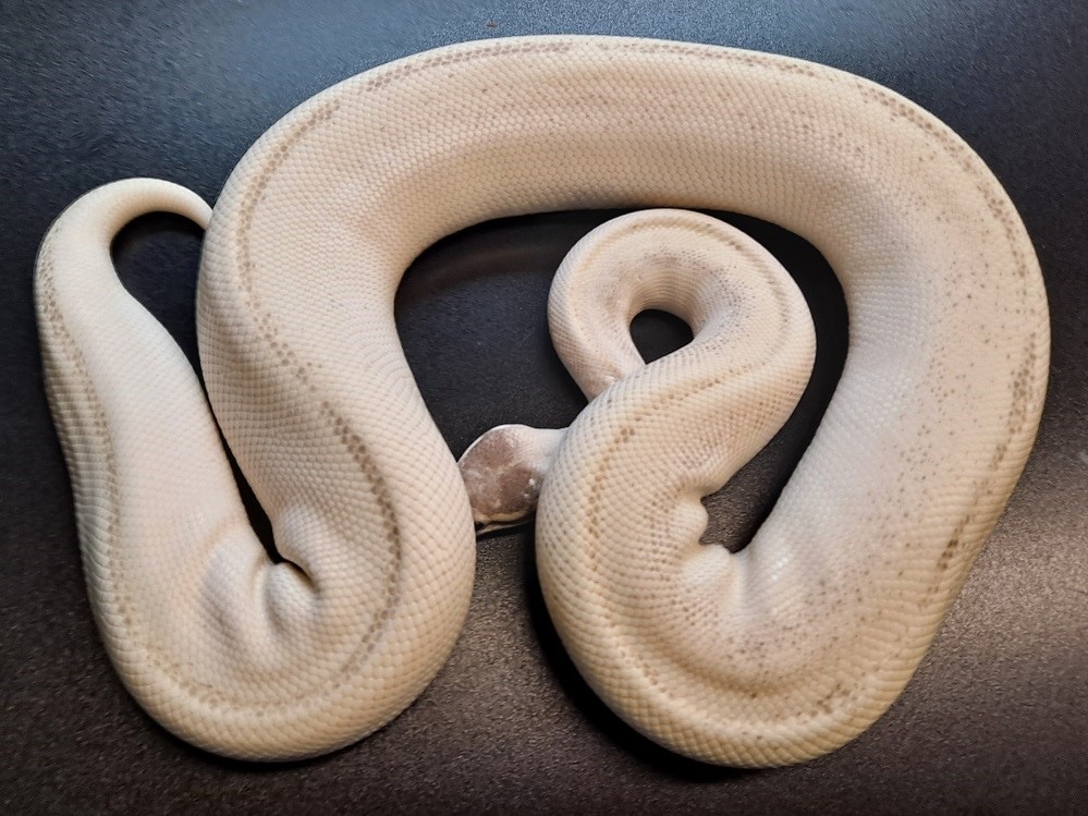 Proven Breeder Super Mojave Ball Python by Regius Creations - MorphMarket