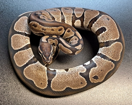VPI Axanthic Het Lavender Ball Python by Regius Creations