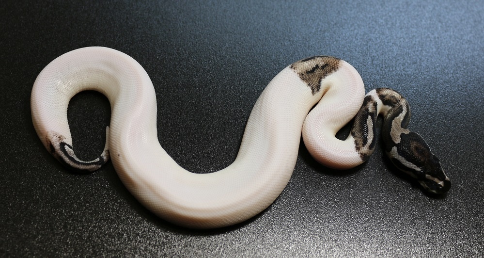 VPI Axanthic Pied Ball Python by Regius Creations - MorphMarket