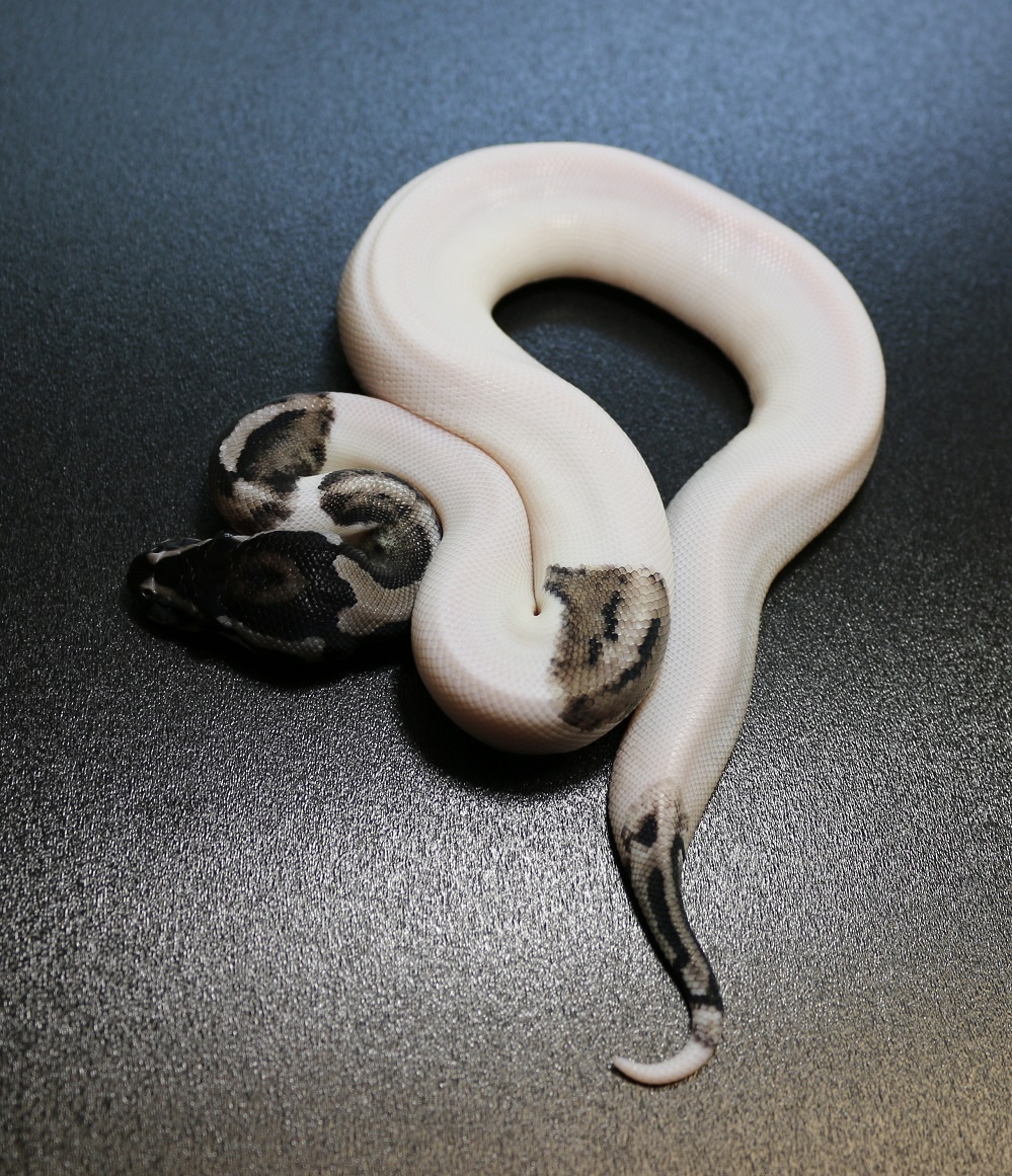 VPI Axanthic Pied Ball Python by Regius Creations - MorphMarket