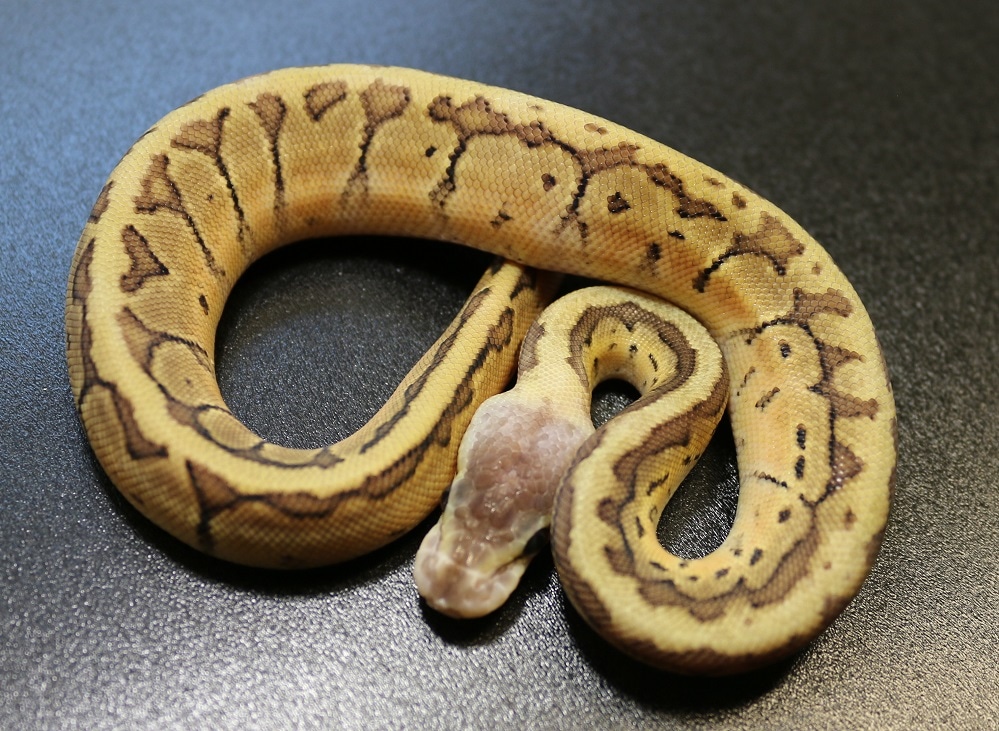 Lemonblast Poss Het Sunset Ball Python by Regius Creations - MorphMarket