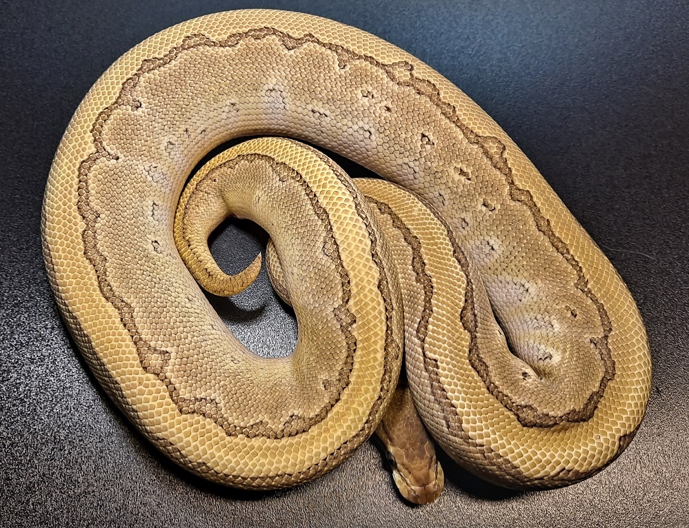 Kingpin Double Het VPI Axanthic Clown Ball Python by Regius Creations ...