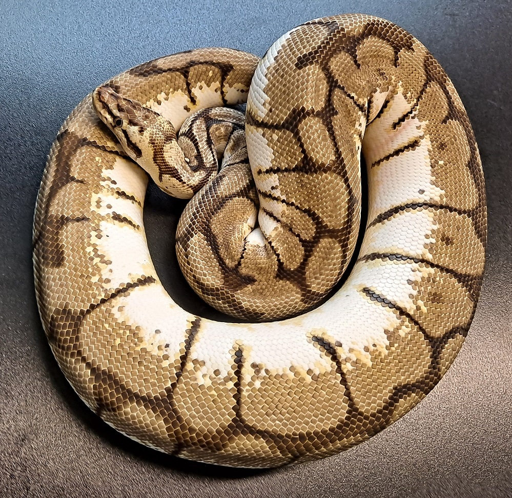 Proven Breeder Bumblebee Ball Python by Regius Creations - MorphMarket