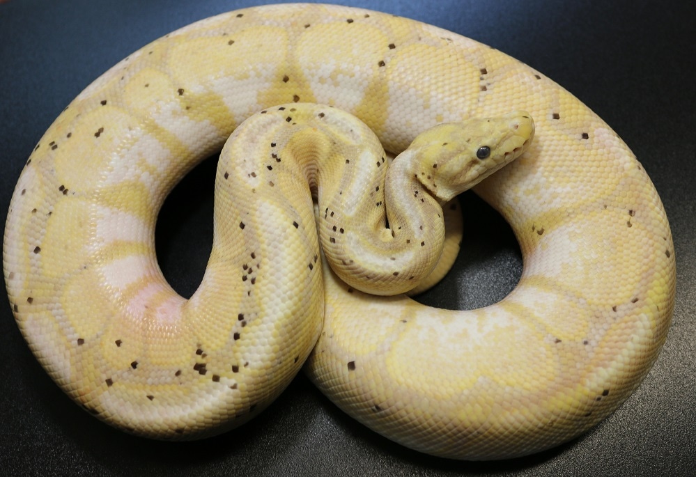 Coral Glow Spider Cinnamon Ball Python by Regius Creations - MorphMarket