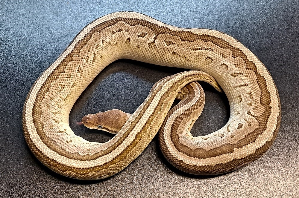Chainsaw Het Lavender Ball Python by Regius Creations - MorphMarket