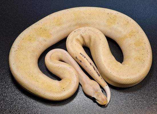 Pastel Sulfur Champagne Ball Python by Regius Creations
