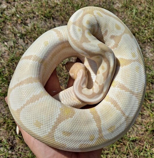 Lavender Snow Ball Python by Regius Creations