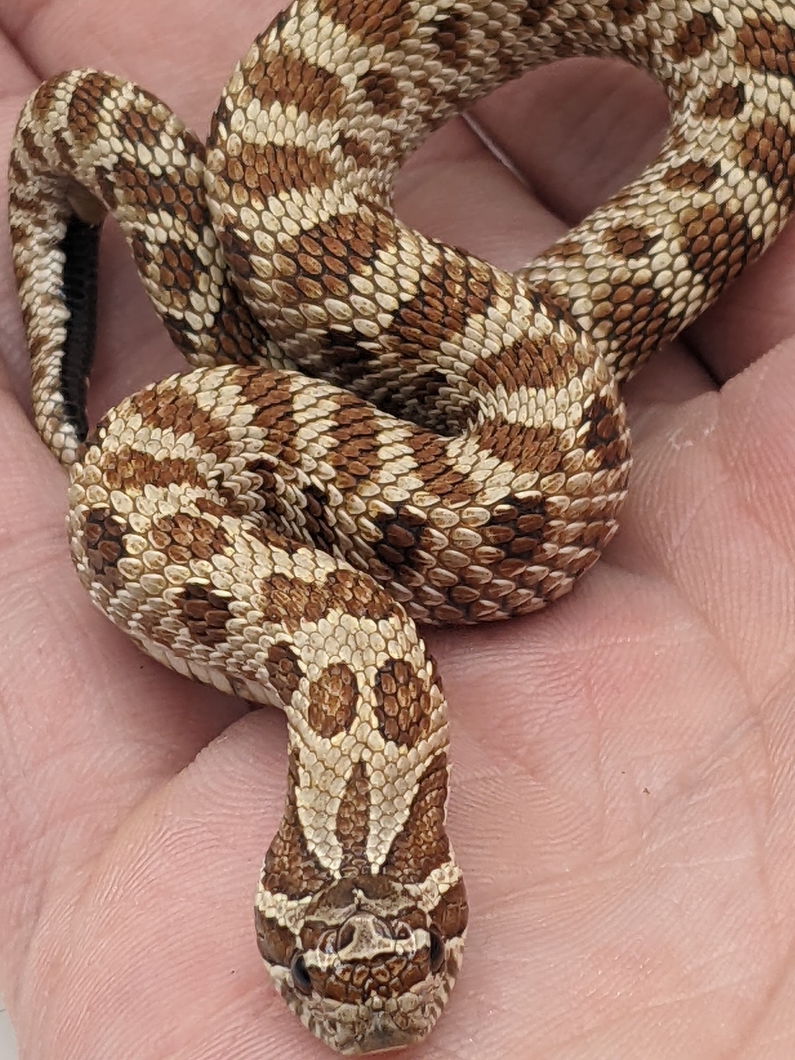 Normal Triple Het Snowburst (Albino, Axanthic, Sable) Western Hognose ...