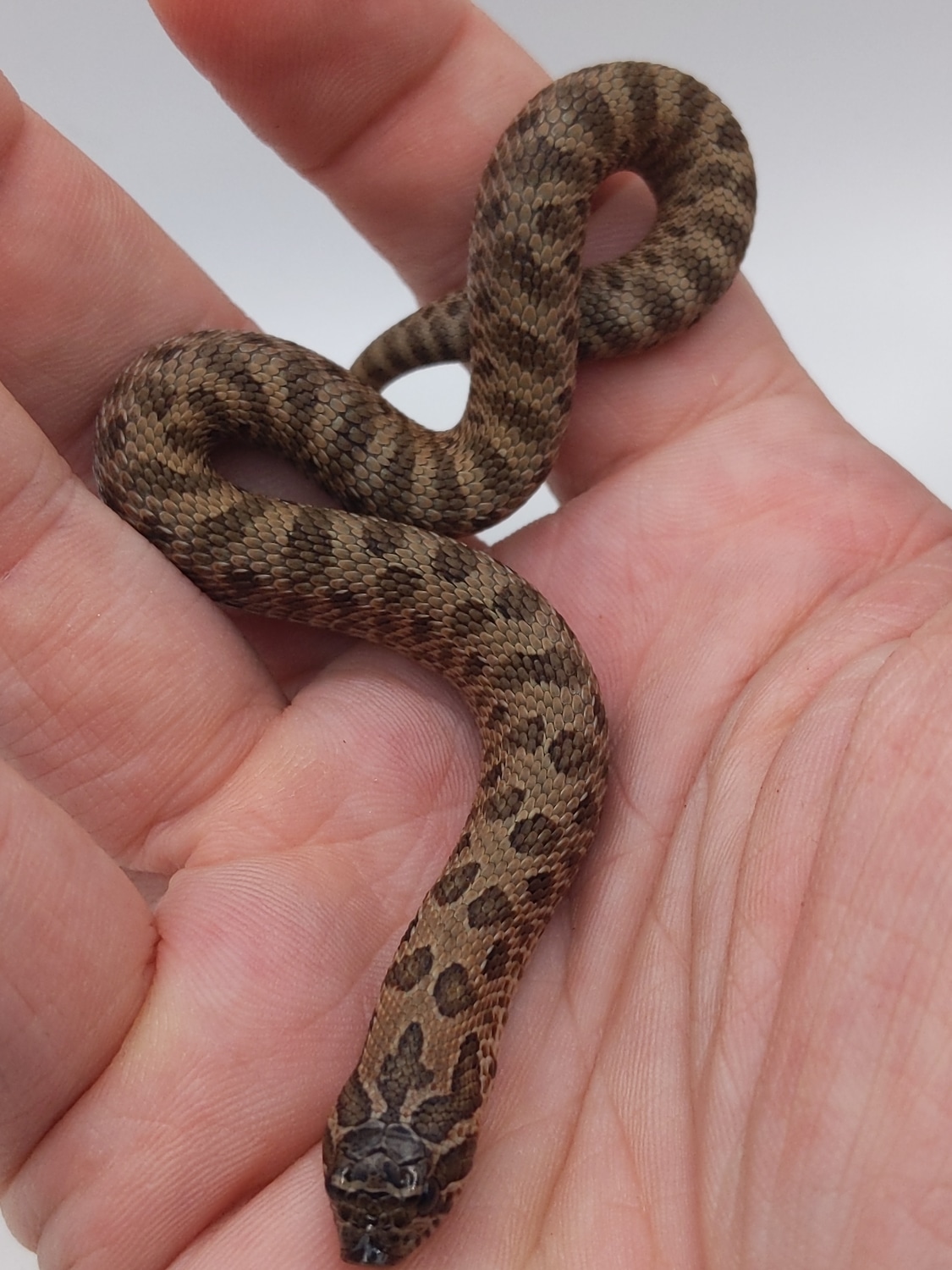 Arctic Sable Het Sunburst (Albino) Western Hognose by Immaculate Hogs ...