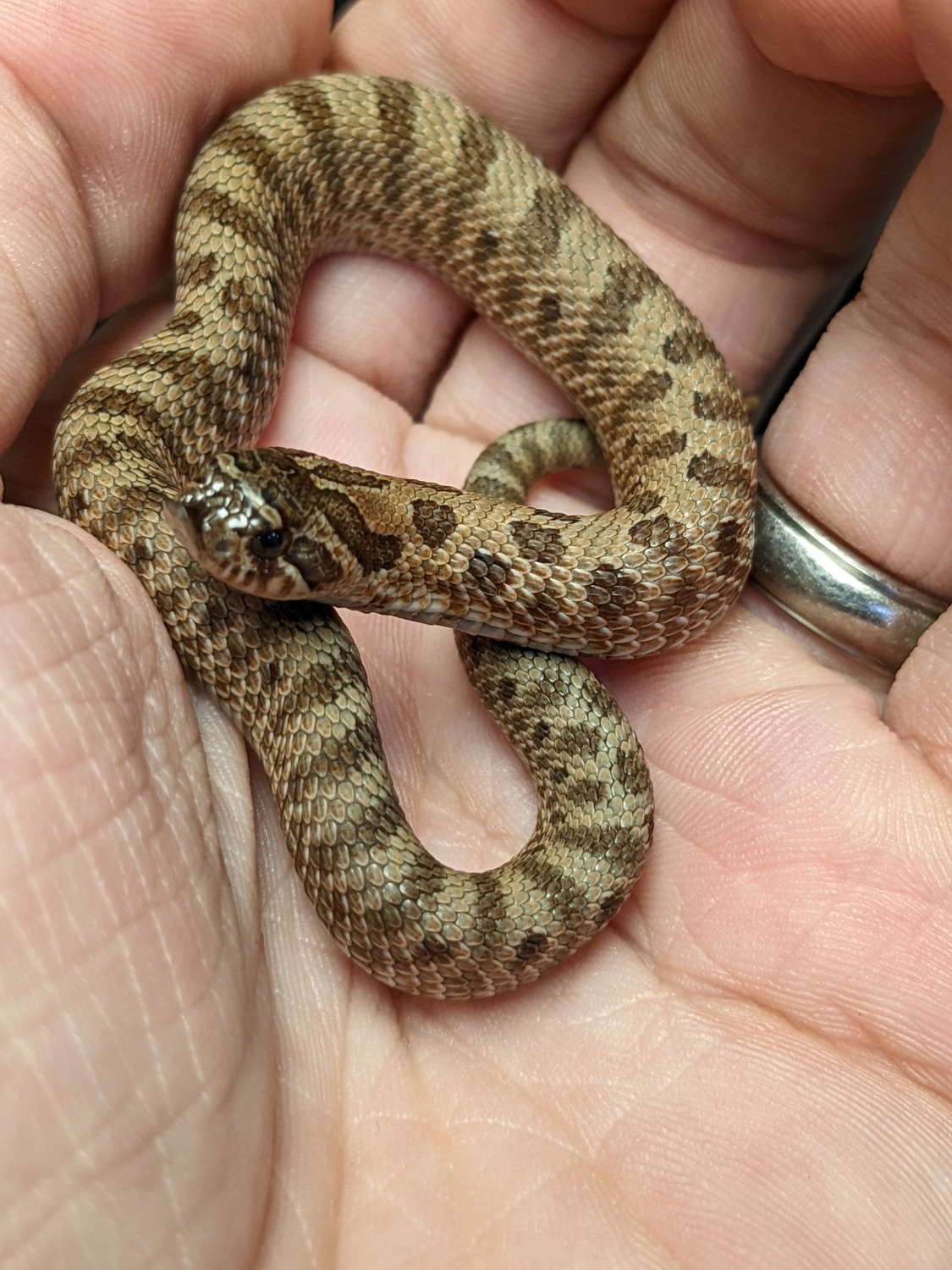 Arctic Sable Het Sunburst Western Hognose by Immaculate_Hogs - MorphMarket