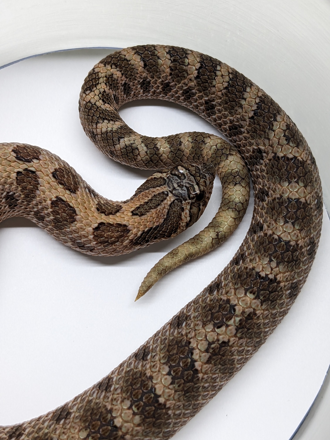 Arctic Sable 100%Sunburst (Albino) Western Hognose by Immaculate Hogs ...