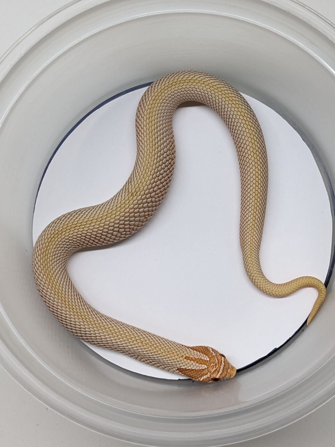 Purple Line Albino Super Conda 100%Snow (Ax) Western Hognose by ...