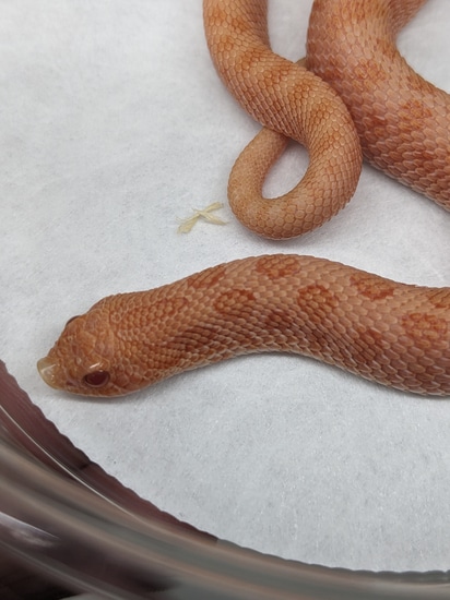 Arctic Sunburst Western Hognose by Immaculate Hogs