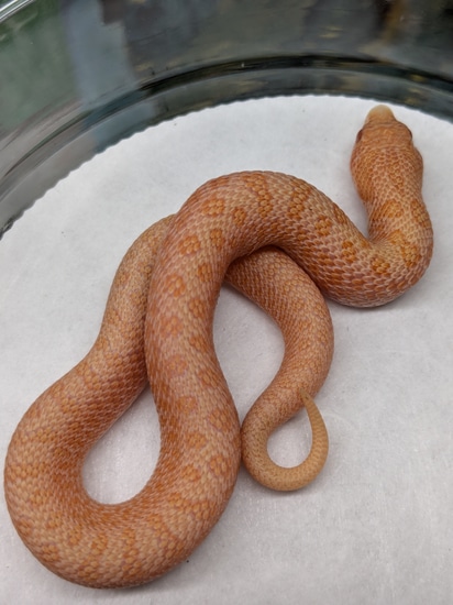 Arctic Sunburst Western Hognose by Immaculate Hogs
